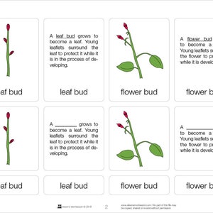 Types of Buds With Nomenclature Cards 6-9 (printed) | Montessori ...