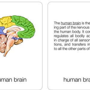 Parts of a Human Brain Puzzle With Nomenclature Cards (6-9 ...