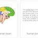 Parts of a Human Brain Puzzle With Nomenclature Cards (6-9 ...