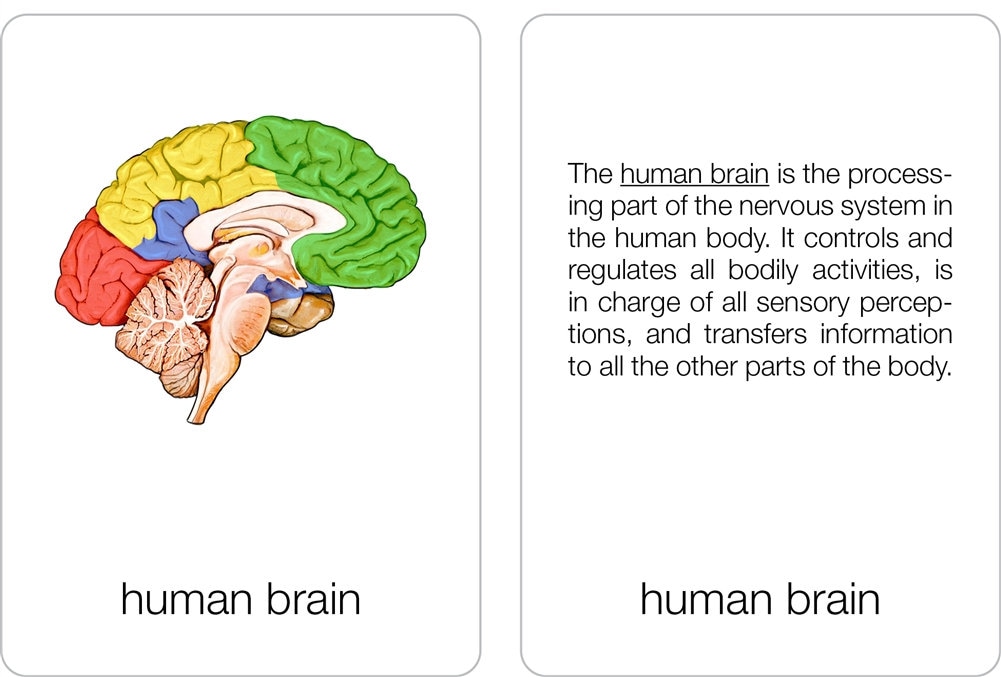 Parts of a Human Brain Puzzle With Nomenclature Cards (6-9 ...