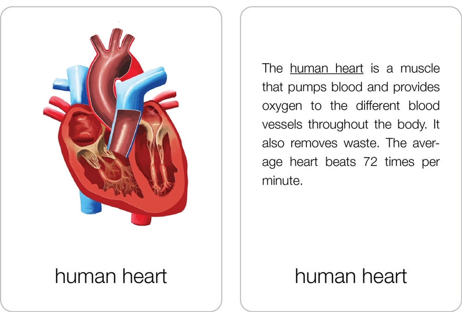 Parts of a Human Heart Puzzle With Nomenclature Cards 6-9 Montessori ...