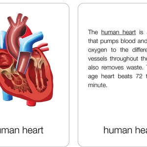 Parts of a Human Heart Puzzle With Nomenclature Cards (6-9 ...