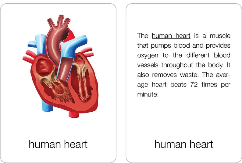 Parts of a Human Heart Puzzle With Nomenclature Cards 6-9 - Etsy