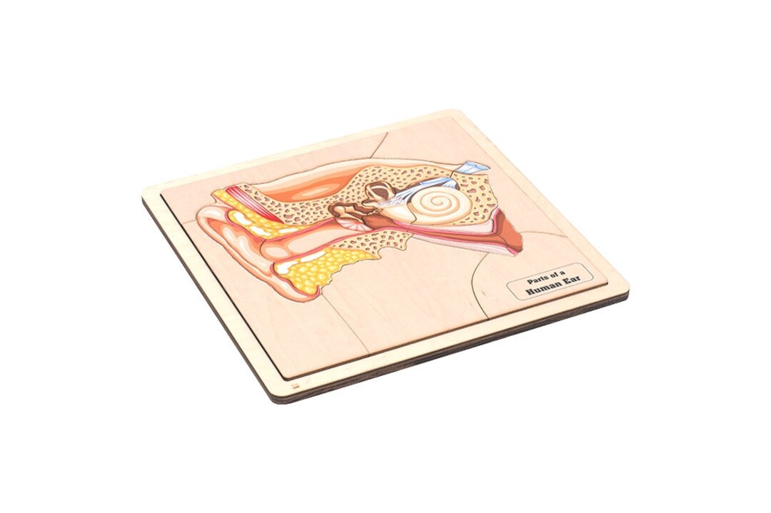 Parts of a Human Ear Puzzle With Nomenclature Cards (3-6) | Montessori ...