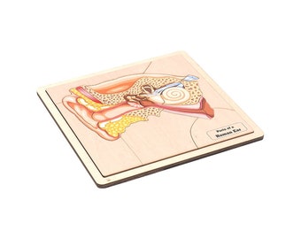 Parts of a Human Heart Puzzle With Nomenclature Cards 6-9 - Etsy