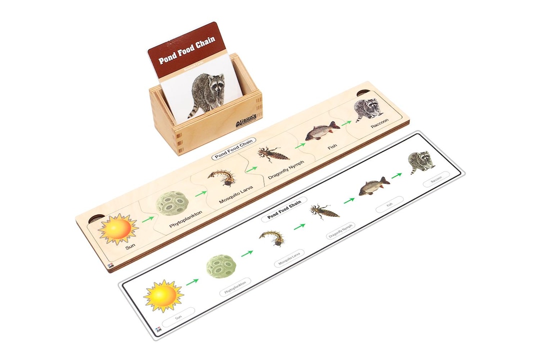 Pond Food Chain Complete Set | Montessori Puzzles | Food Chain of a ...