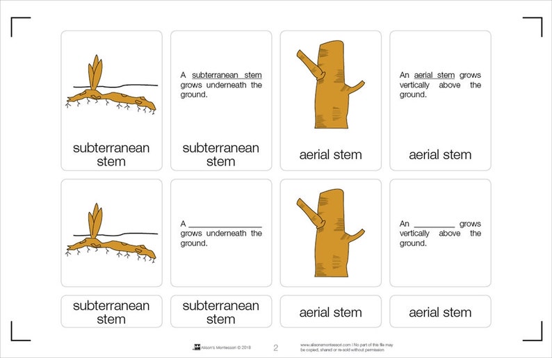 Types of Stems Puzzle With Nomenclature Cards 6-9 (printed ...