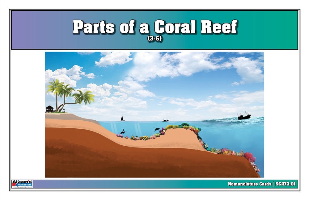 Parts of a Coral Reef Puzzle With Nomenclature Cards 3-6 | Montessori ...