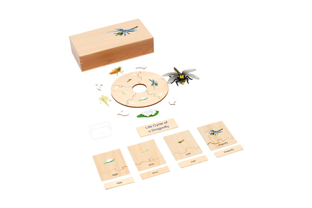 Life Cycle Set of a Dragonfly | Dragonfly Life Cycle | Life of a ...