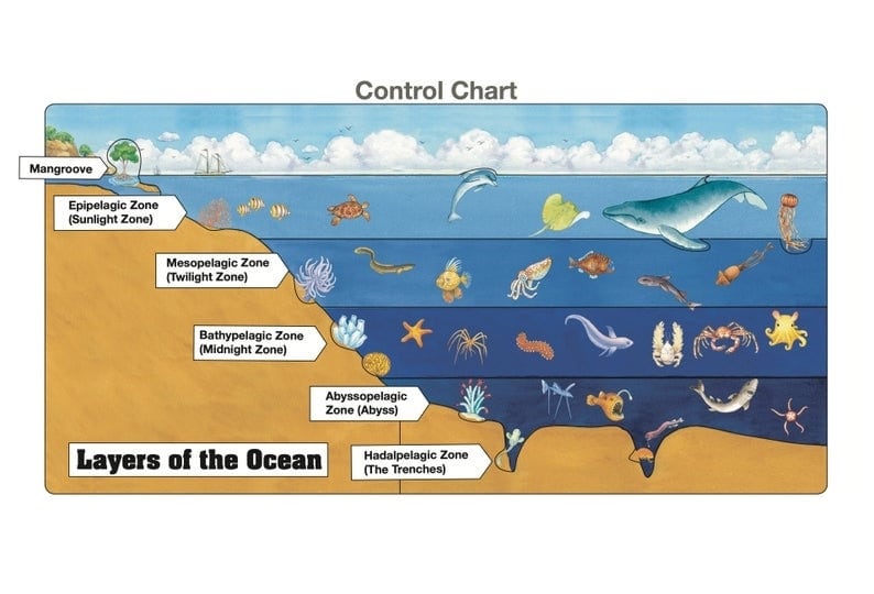 Layers of the Ocean Puzzle With Research Cards 6-9 printed Montessori ...