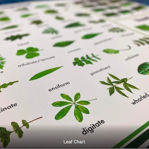 Leaf Chart | Montessori Chart | Science Chart | Homeschool | Alison's ...