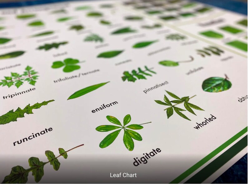 Leaf Chart | Montessori Chart | Science Chart | Homeschool | Alison's ...