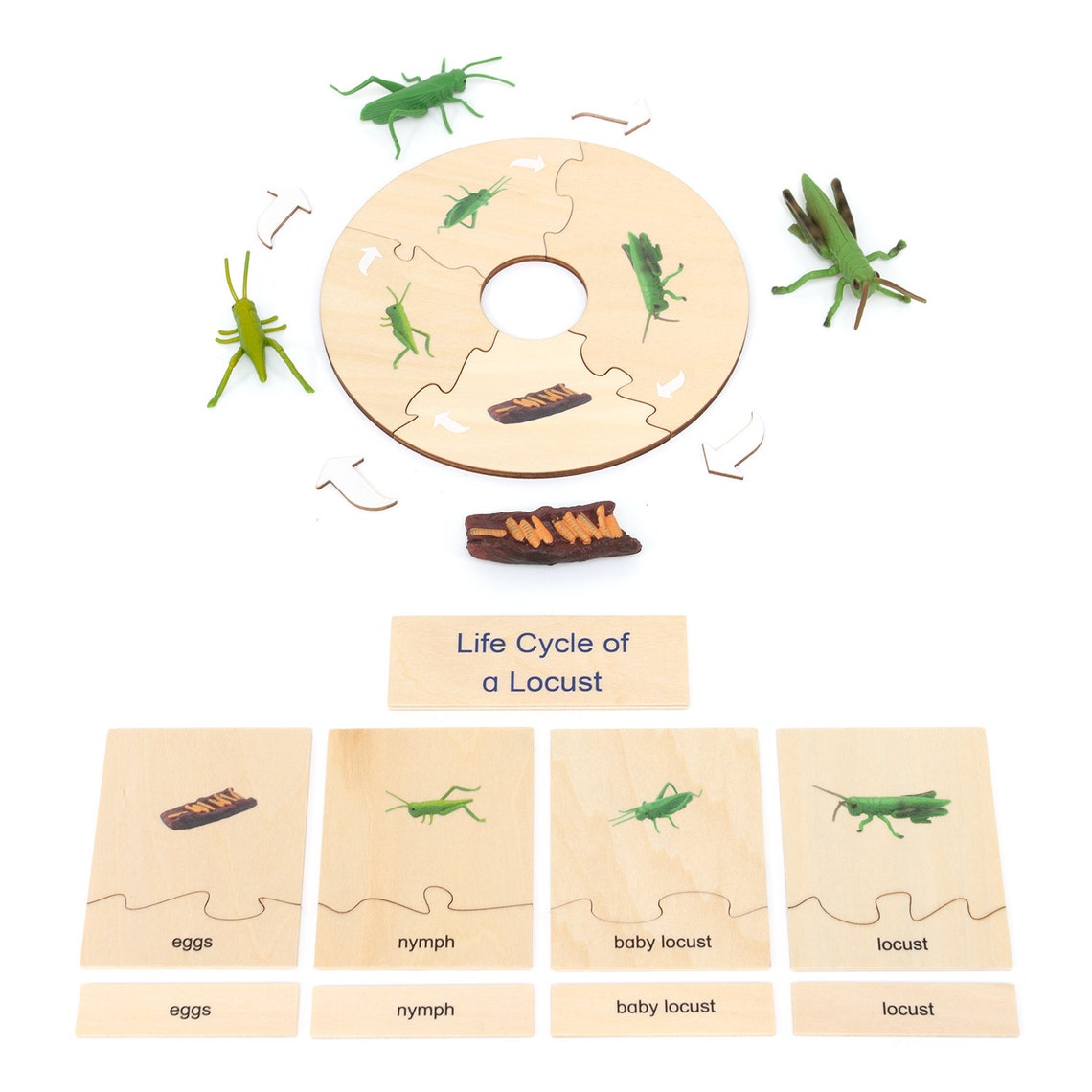Life Cycle Set of a Locust Montessori Life Cycle Locust Life Cycle ...