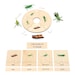 Life Cycle Set of a Locust - Montessori Life Cycle - Locust Life Cycle ...
