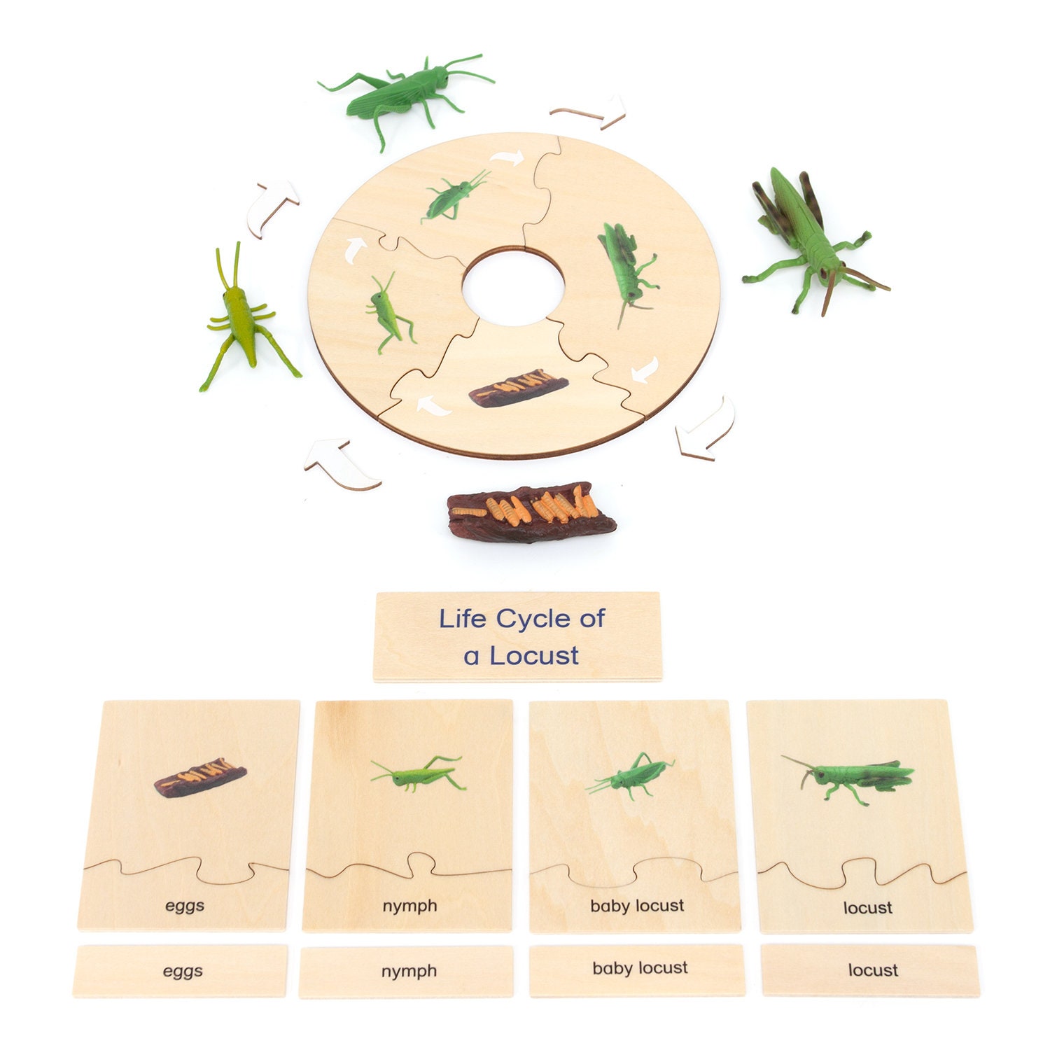 Life Cycle Set of a Locust Montessori Life Cycle Locust Life Cycle ...