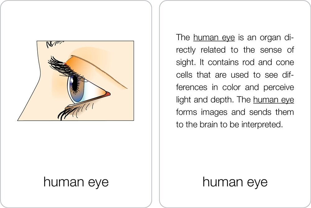 Parts of a Human Eye Puzzle With Nomenclature Cards 6-9 Montessori ...