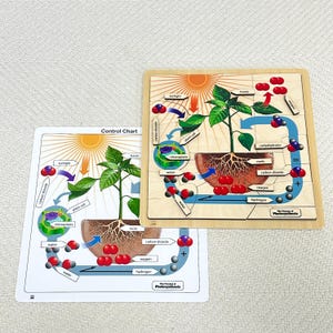 The Process of Photosynthesis Puzzle With Nomenclature Cards (6-9 ...