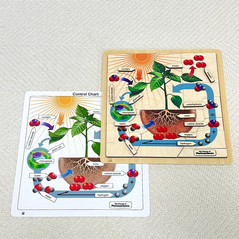 The Process of Photosynthesis Puzzle With Nomenclature Cards (6-9 ...