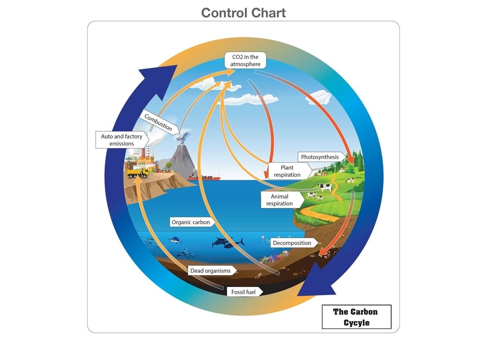 The Carbon Cycle Puzzle With Nomenclature Cards (3-6) (printed ...