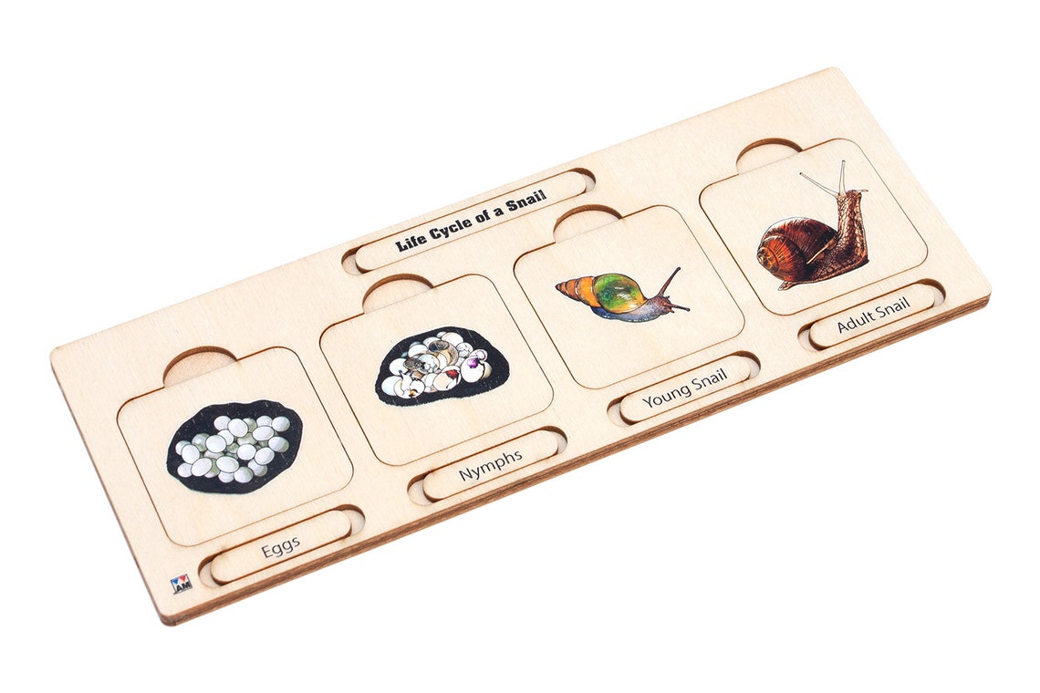 Wooden Life Cycle Set: Snail Montessori Puzzles Montessori Life Cycles ...