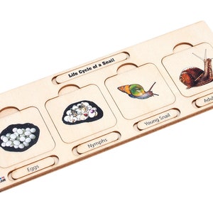 Wooden Life Cycle Set: Snail | Montessori Puzzles | Montessori Life ...