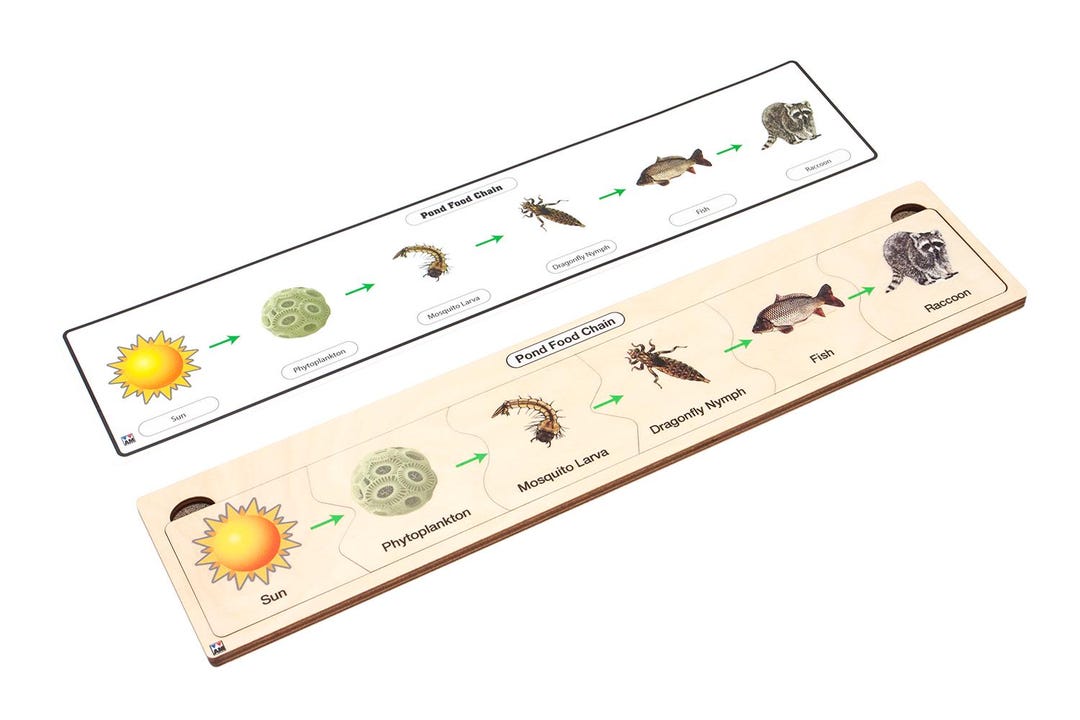 Pond Food Chain Puzzle | Montessori Puzzles | Food Chain of a Pond ...