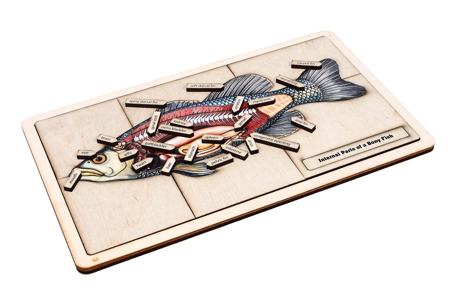 Internal Parts of a Bony Fish | Montessori Zoology Puzzles | Montessori ...