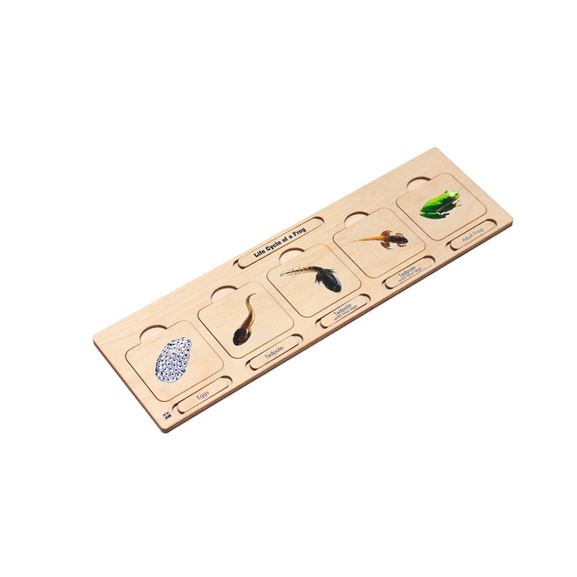 Wooden Life Cycle of a Frog Puzzle Montessori Materials Homeschool ...