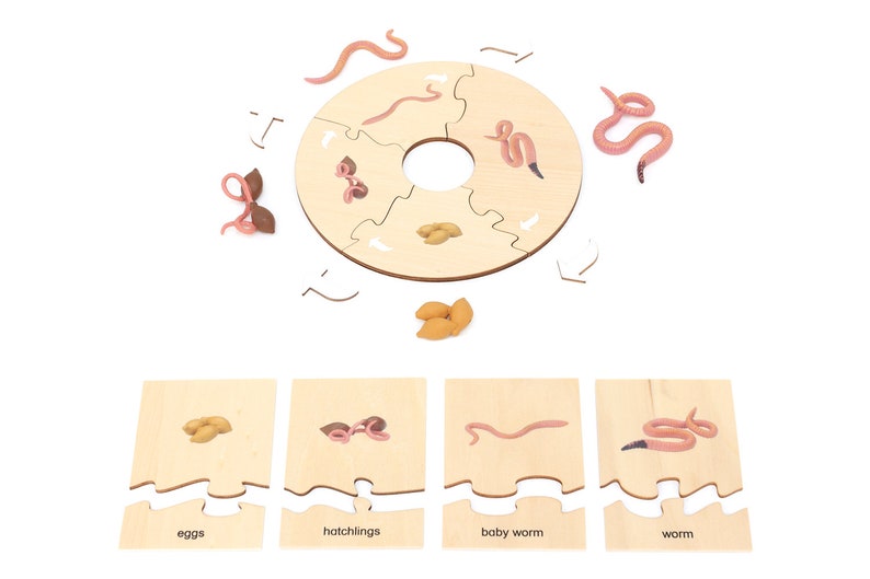 Life Cycle Set of a Worm Montessori Life Cycle Worm Life Cycle ...