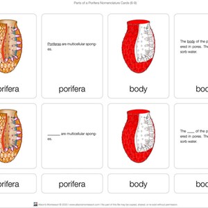 Parts of a Porifera Puzzle With Nomenclature Cards (6-9) | Montessori ...