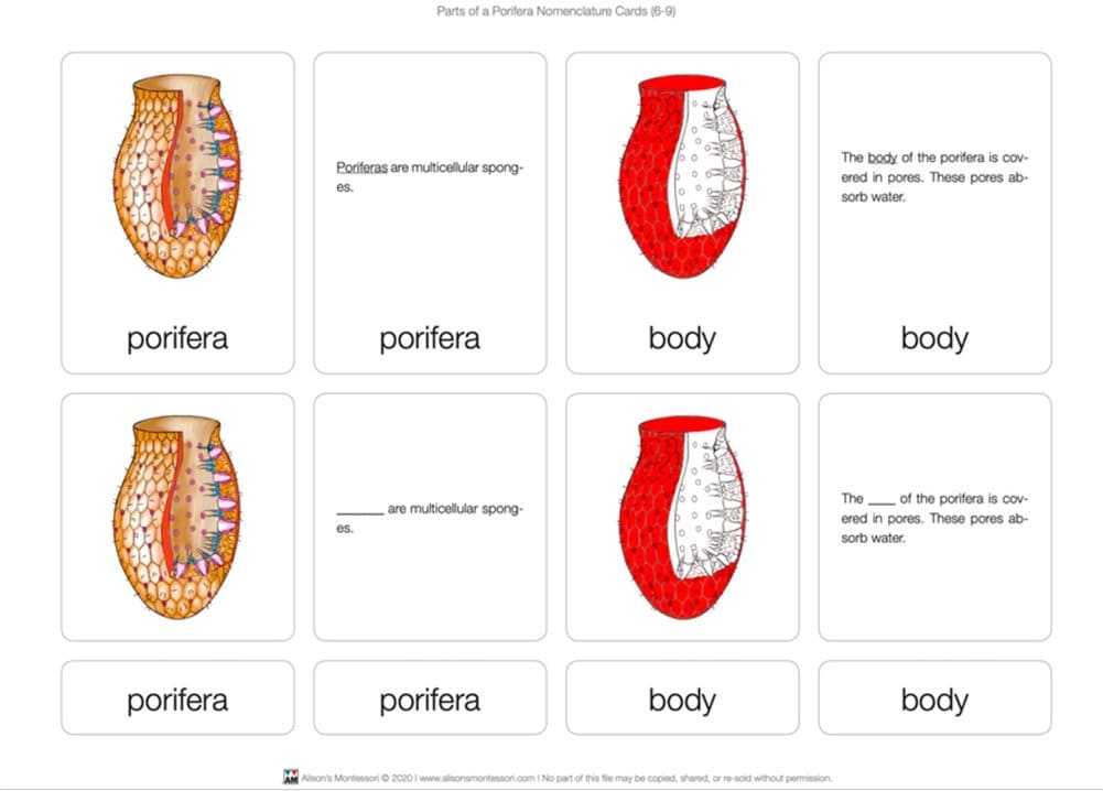 Parts of a Porifera Puzzle With Nomenclature Cards 6-9 Montessori ...