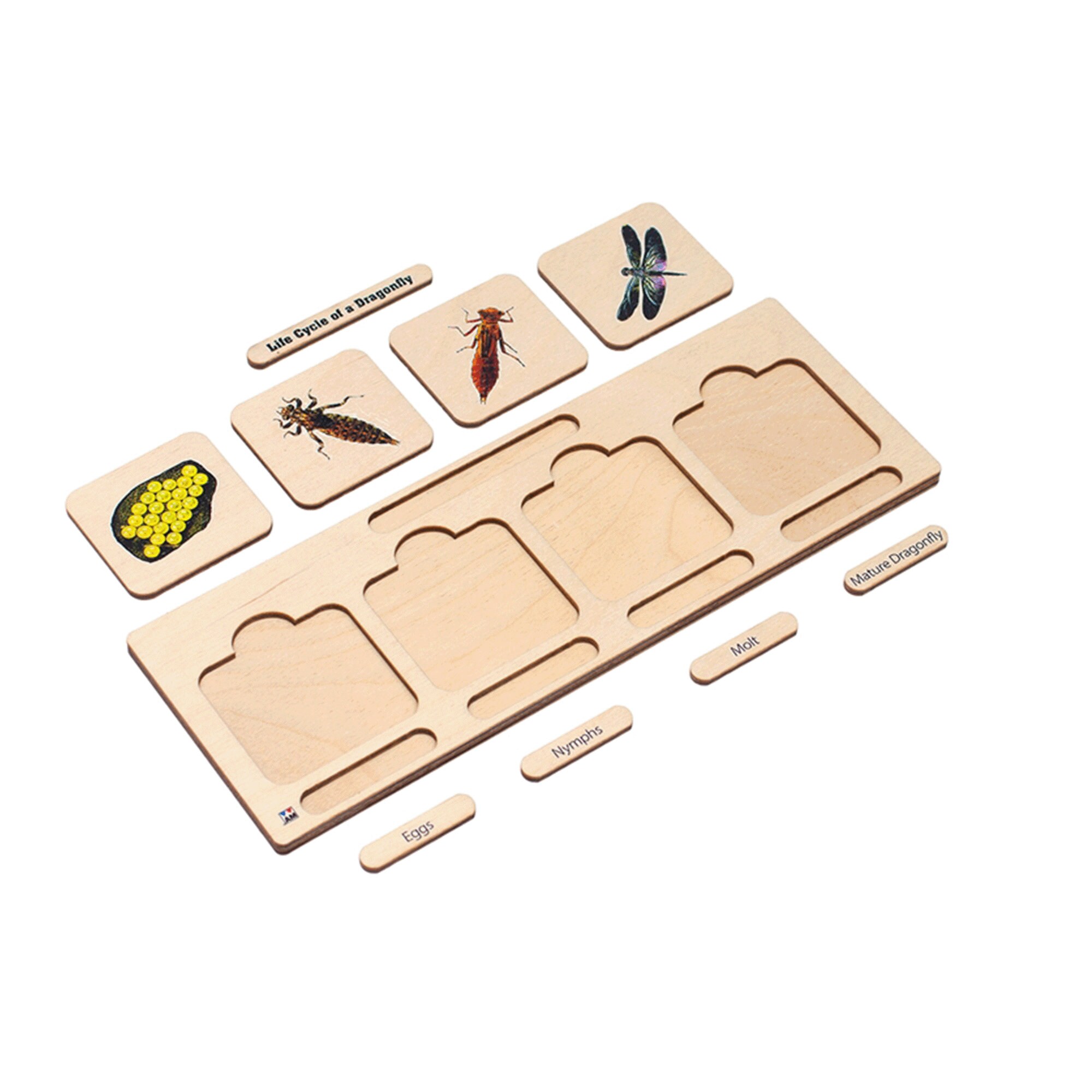 Wooden Life Cycle of a Dragonfly Puzzle Montessori Materials Homeschool ...