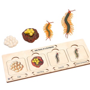 Wooden Life Cycle Set: Centipede | Montessori Puzzles | Montessori Life ...