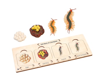 Wooden Life Cycle Set: Scorpion Montessori Puzzles - Etsy