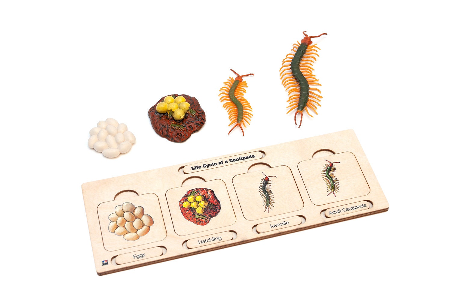 Wooden Life Cycle Set: Centipede | Montessori Puzzles | Montessori Life ...