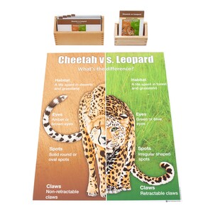 Cheetah Vs Leopard Chart With Cards | Montessori Materials | Montessori ...