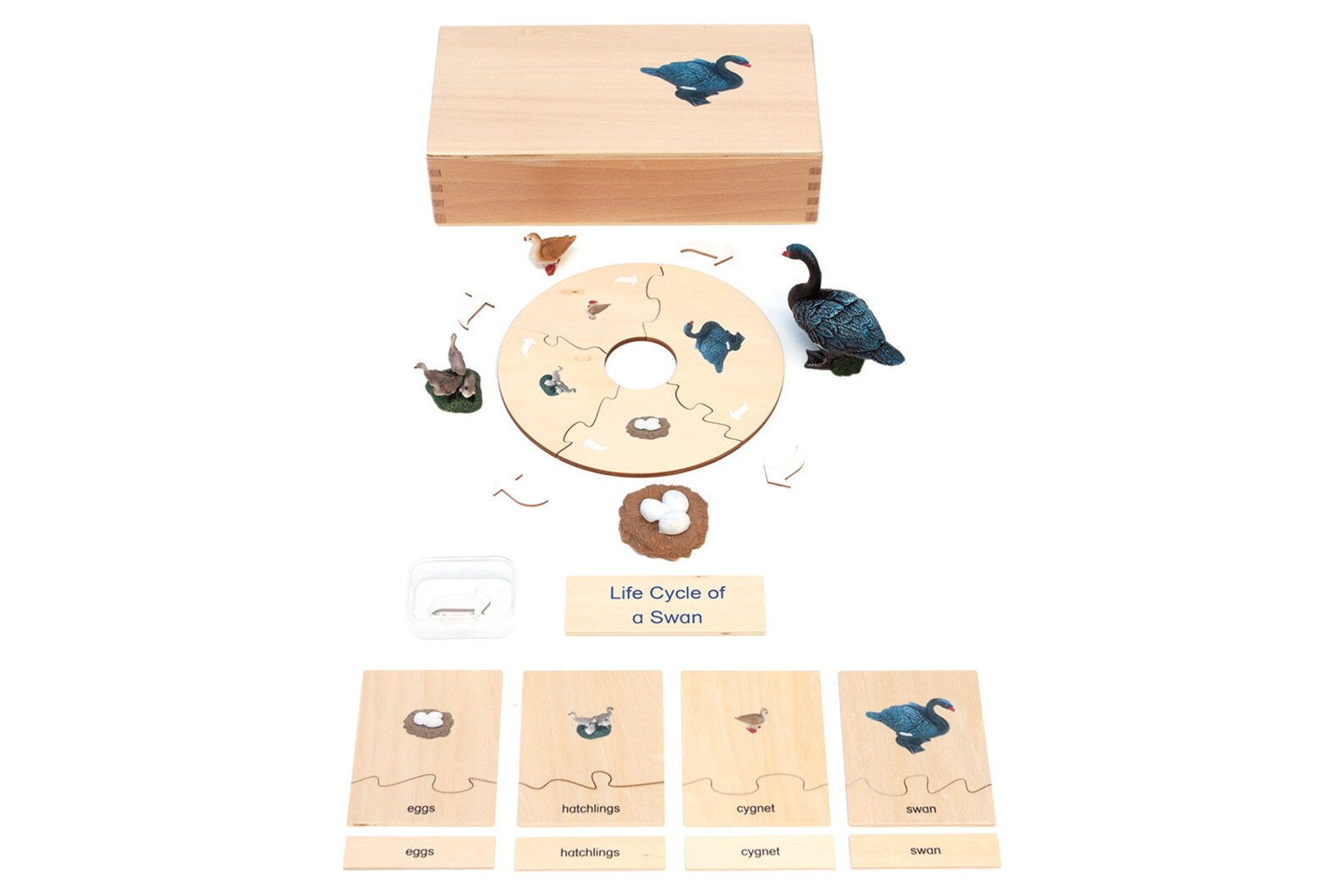 Life Cycle Set of a Swan Montessori Life Cycle Swan Life Cycle ...