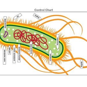 Parts of E. Coli Bacteria Puzzle With Nomenclature Cards (6-9 ...