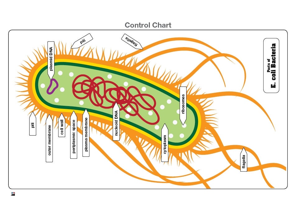 Parts of E. Coli Bacteria Puzzle With Nomenclature Cards (6-9 ...