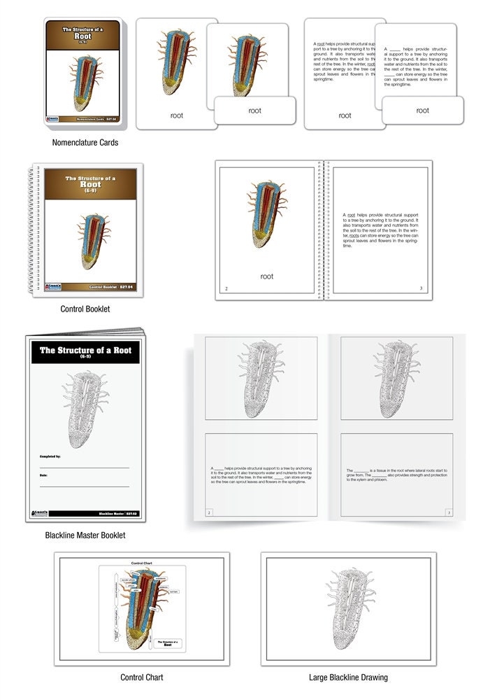 The Structure of a Root Puzzle With Nomenclature Cards printed 6-9 ...