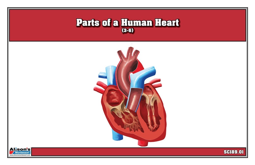 Parts of a Human Heart Puzzle With Nomenclature Cards 3-6 Montessori ...