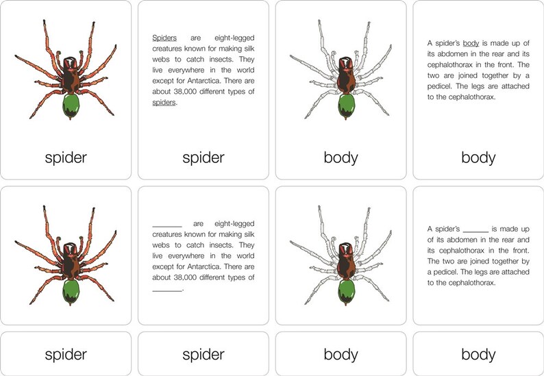 Parts of a Spider Puzzle With Nomenclature Cards 6-9 - Etsy