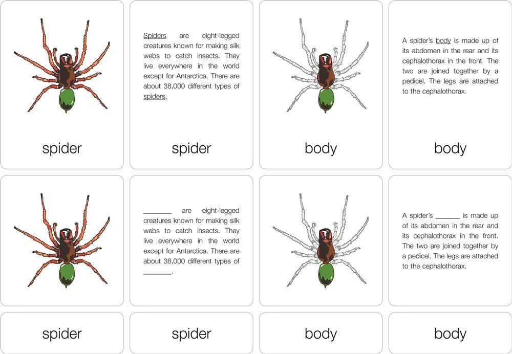 Parts of a Spider Puzzle With Nomenclature Cards 6-9 printed Montessori ...