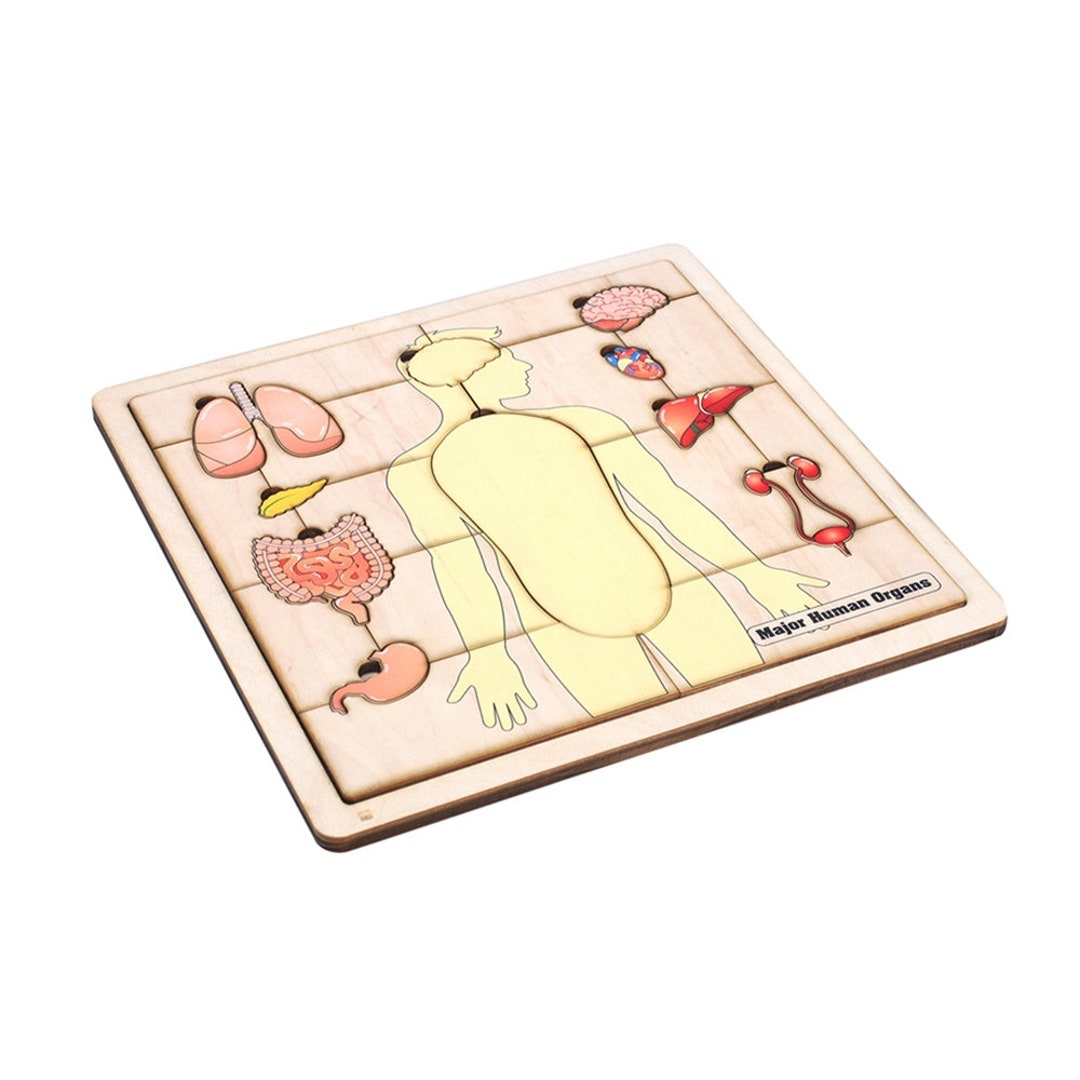 Major Organs of the Human Body Puzzle With Nomenclature Cards (6-9 ...