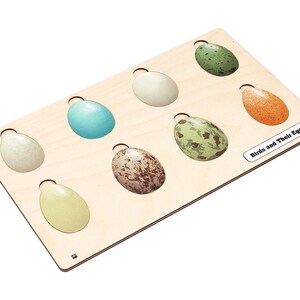 Birds and Their Eggs Complete Set | Montessori Materials | Zoology ...