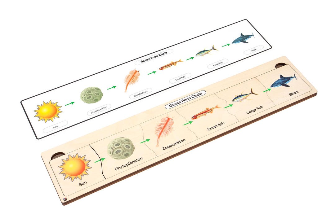 Ocean Food Chain Puzzle | Montessori Puzzles | Food Chain Puzzle | Food ...