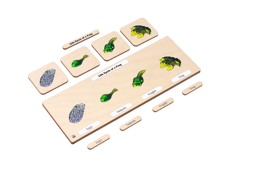 Wooden Life Cycle of a Frog Puzzle Montessori Zoology Montessori ...