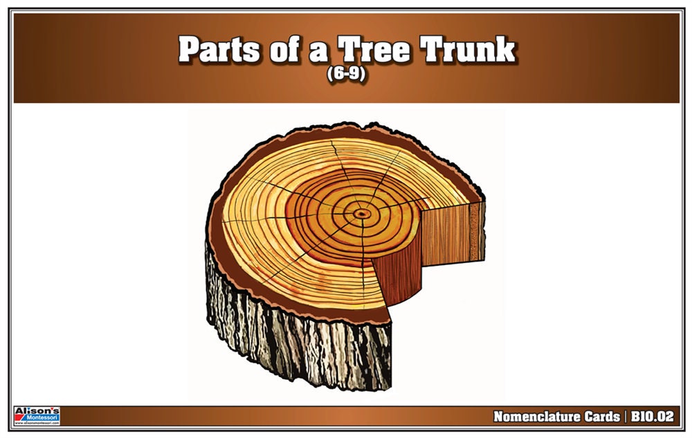 Parts of a Tree Trunk Puzzle With Nomenclature Cards 6-9 | Montessori ...