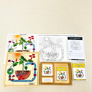 The Process of Photosynthesis Puzzle With Nomenclature Cards (6-9 ...