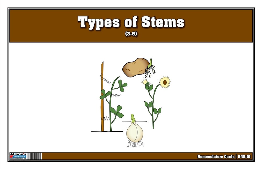 Types of Stems Puzzle With Nomenclature Cards 3-6 printed Montessori ...